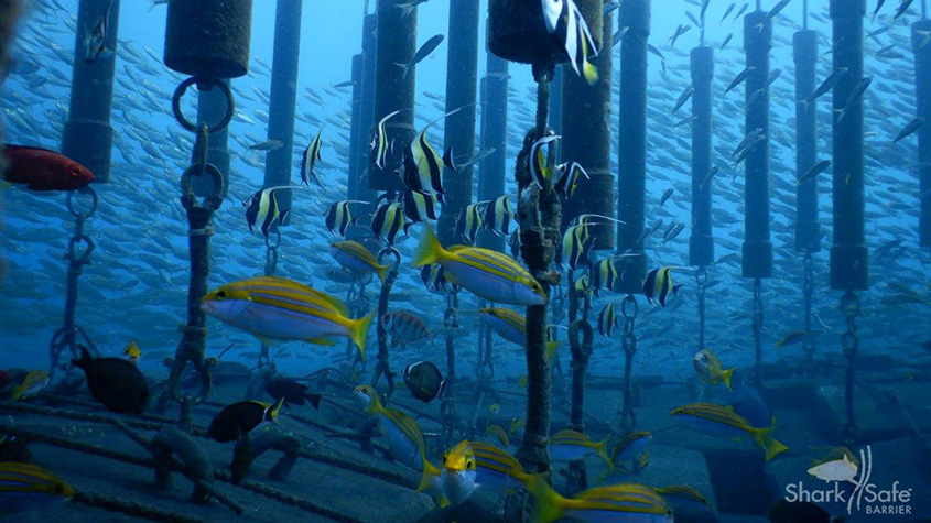 SharkSafe Barrier™ – an Eco-Friendly Shark Deterrent Device