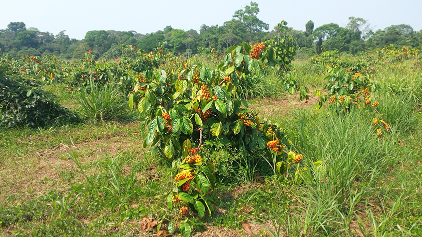 Amazon’s Guaraná Farmers Are Tapping into Renewable Energy for ...